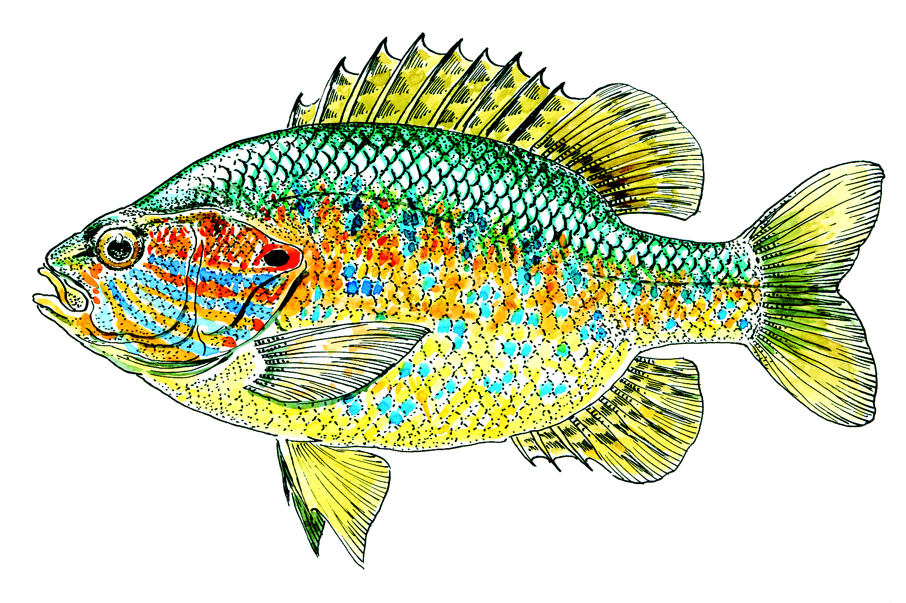 Perche-soleil | Fédération Pêche Dordogne