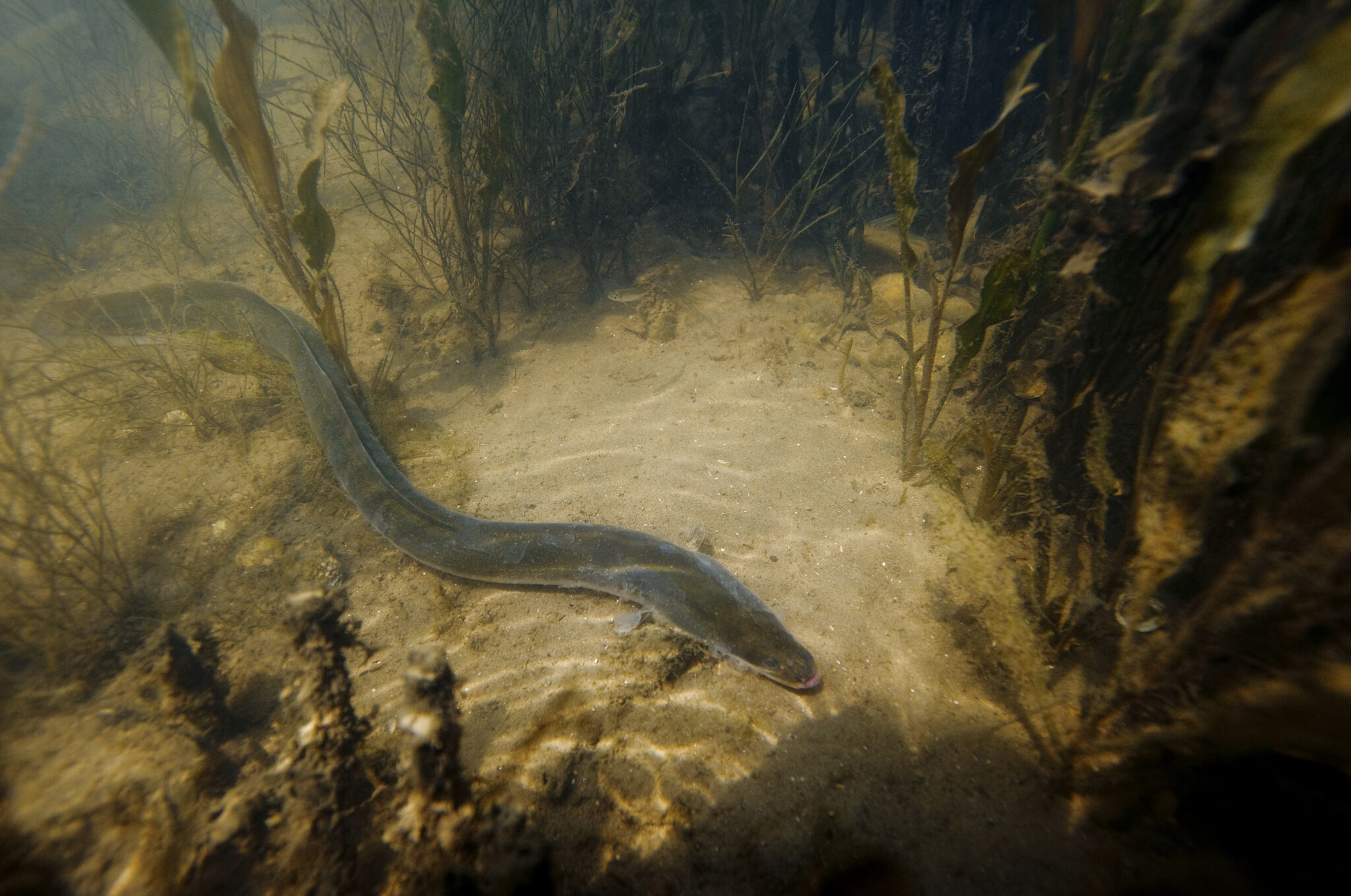 Anguille | Fédération Pêche Dordogne