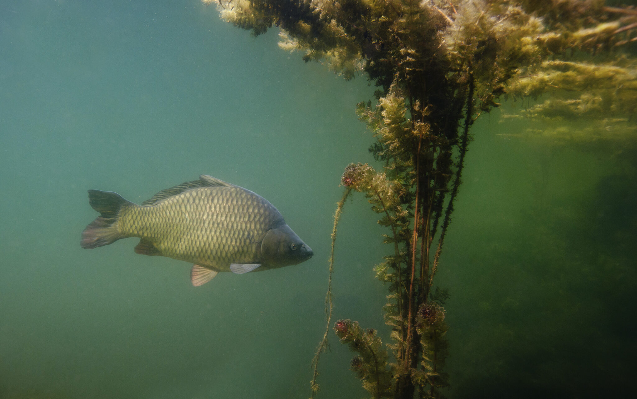 Carpe | Fédération Pêche Dordogne