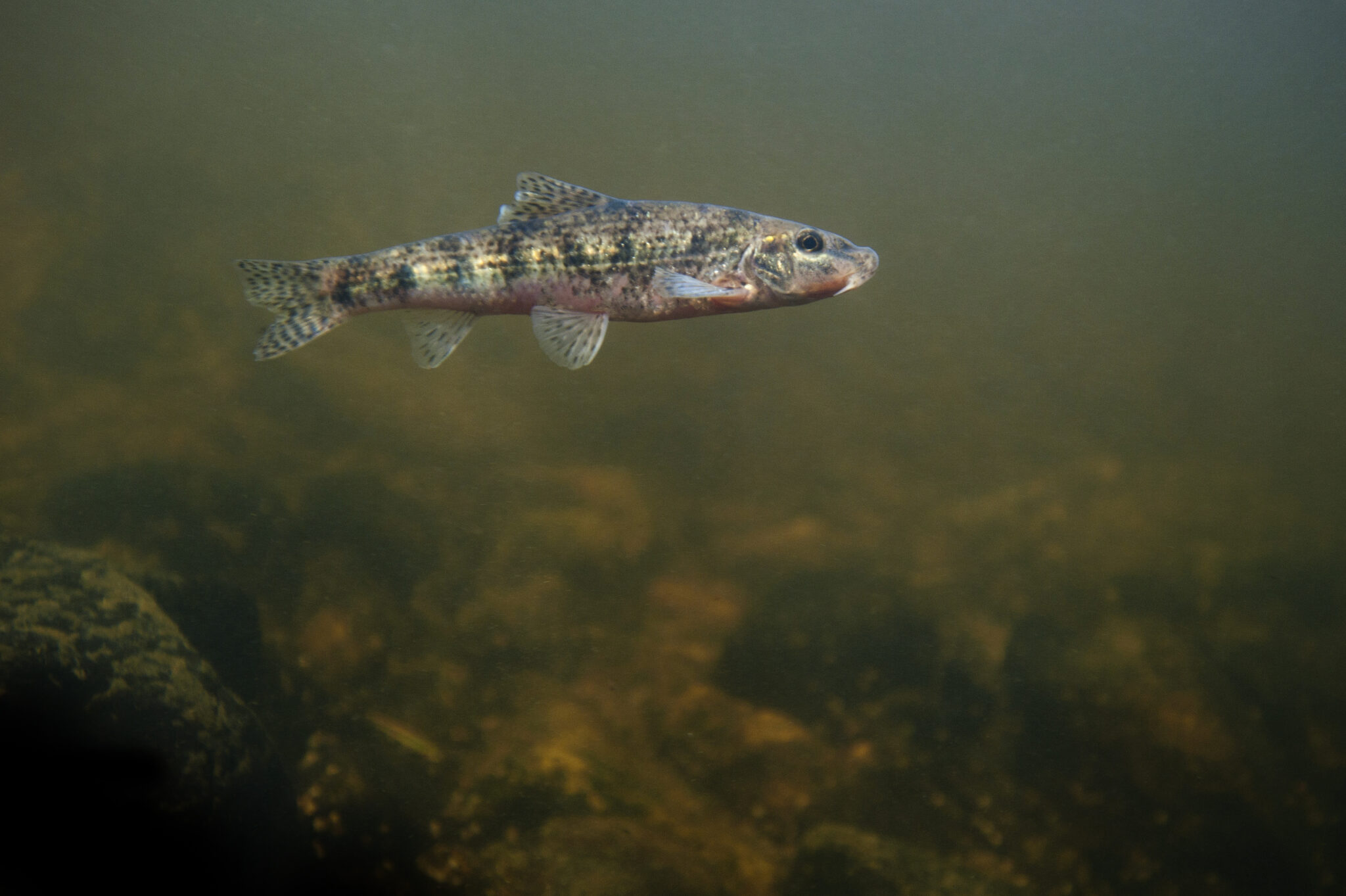 Goujon | Fédération Pêche Dordogne