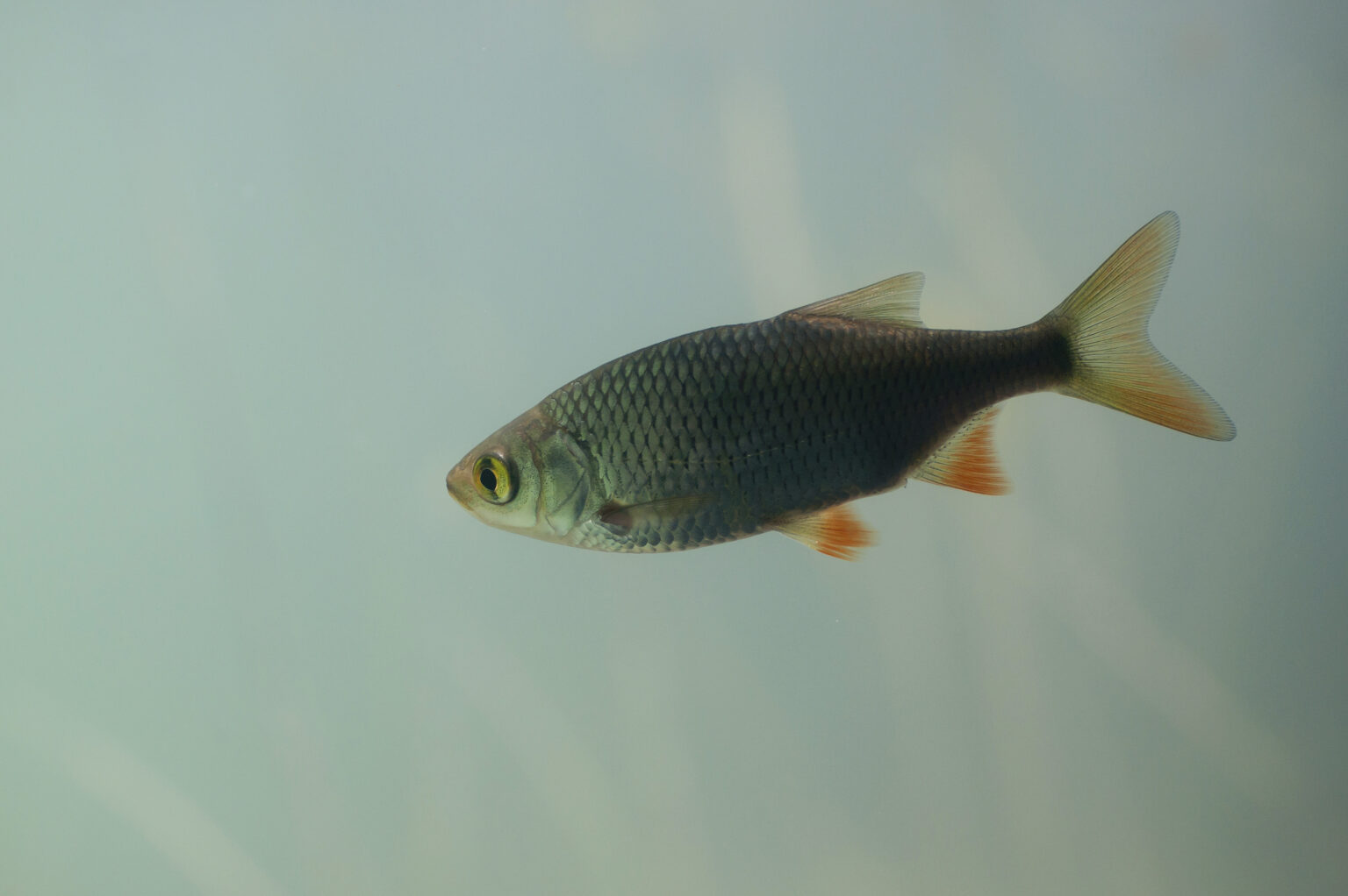 Rotengle | Fédération Pêche Dordogne
