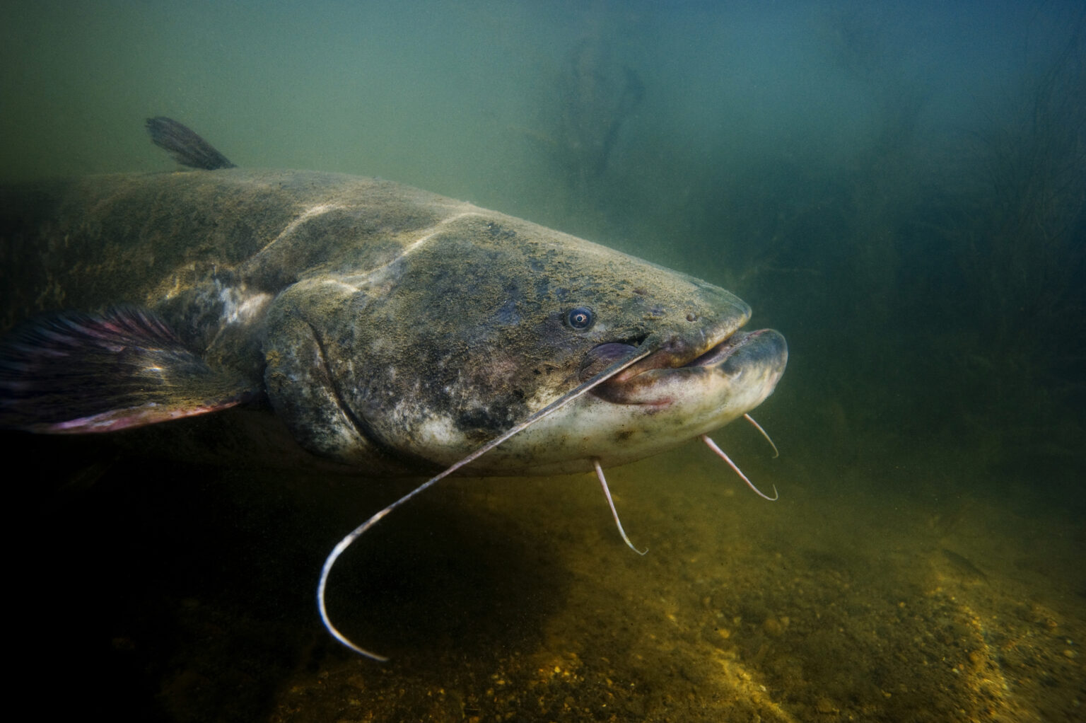 Silure-glane | Fédération Pêche Dordogne
