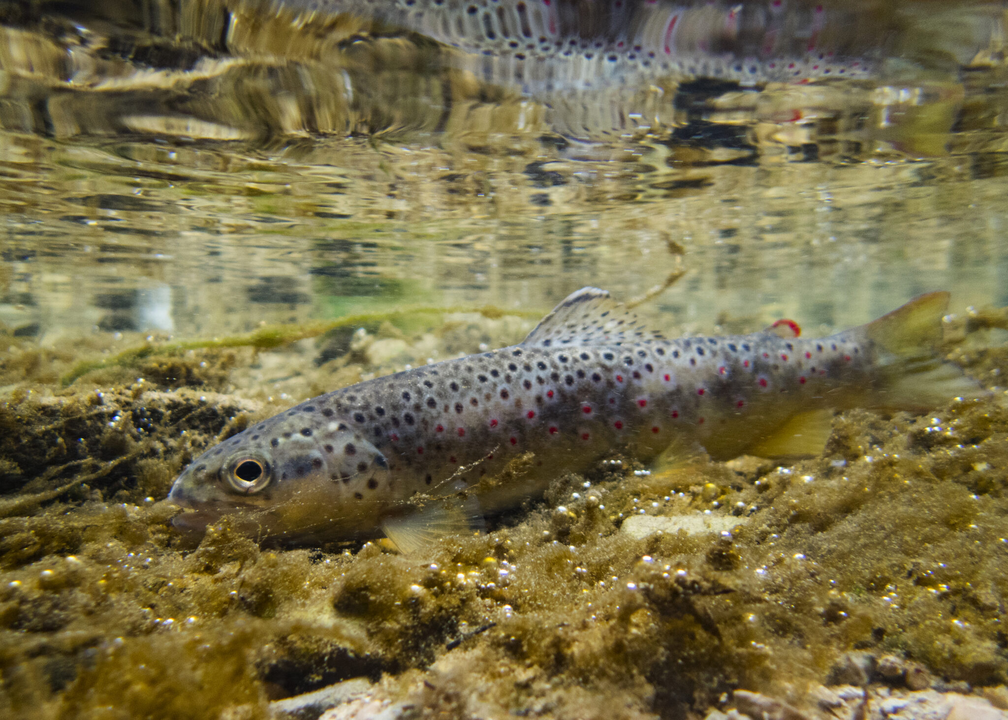 Truite fario | Fédération Pêche Dordogne